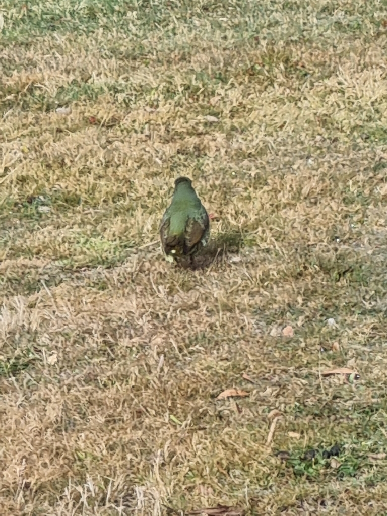 Satin Bowerbird from Badja NSW 2630, Australia on June 1, 2024 at 10:00 ...