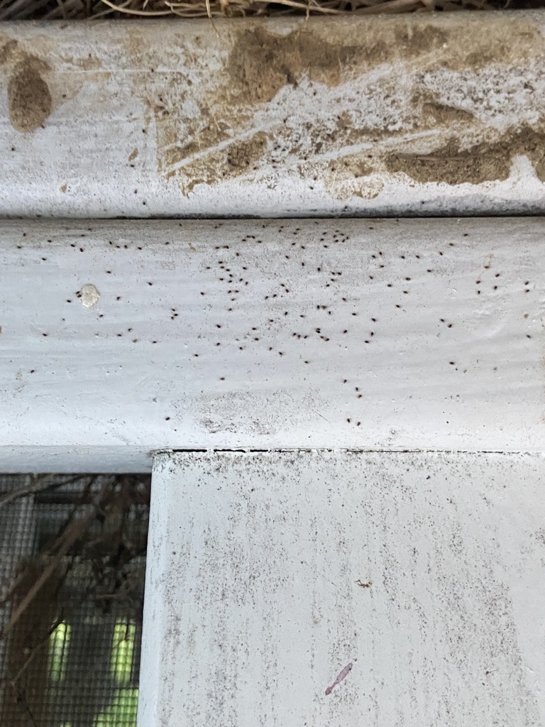 Mites and Ticks from Orchard Brook Dr, Potomac, MD, US on May 31, 2024 ...