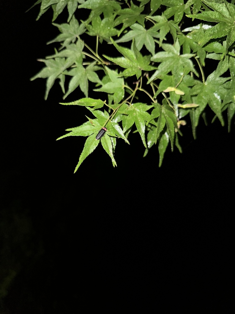 Genji Firefly from Shishigatanihonen-incho, Kyoto, Kyoto, JP on June 1 ...