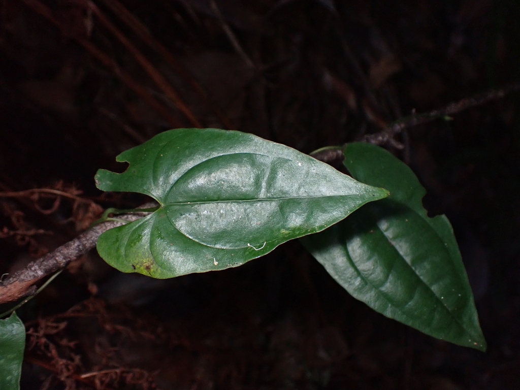 Common Yam Vine from Kenilworth QLD 4574, Australia on May 29, 2024 at 02:33 PM by Jessie ...