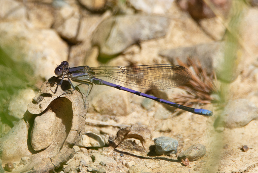 Violet Dancer from Maple Ridge, Miami County, OH, USA on May 31, 2024 ...
