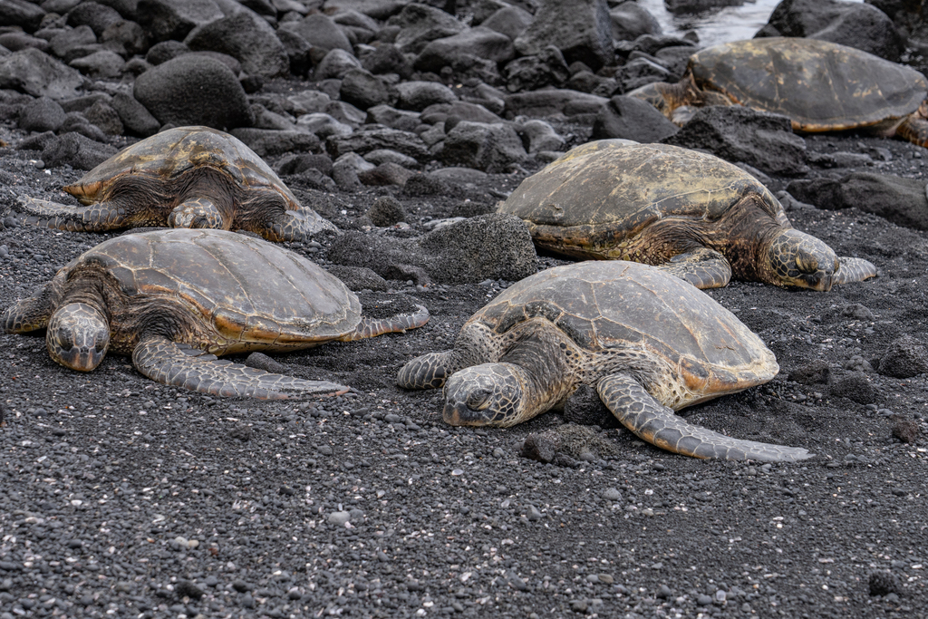 Green Sea Turtle in May 2024 by YOULI HAWAII PHOTOGRAPHY · iNaturalist