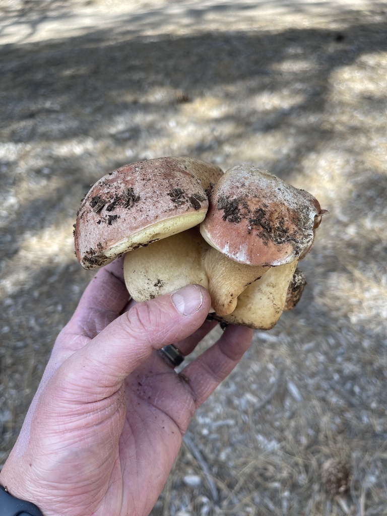 Spring King Bolete from Lake Tahoe Basin Management Unit, South Lake ...