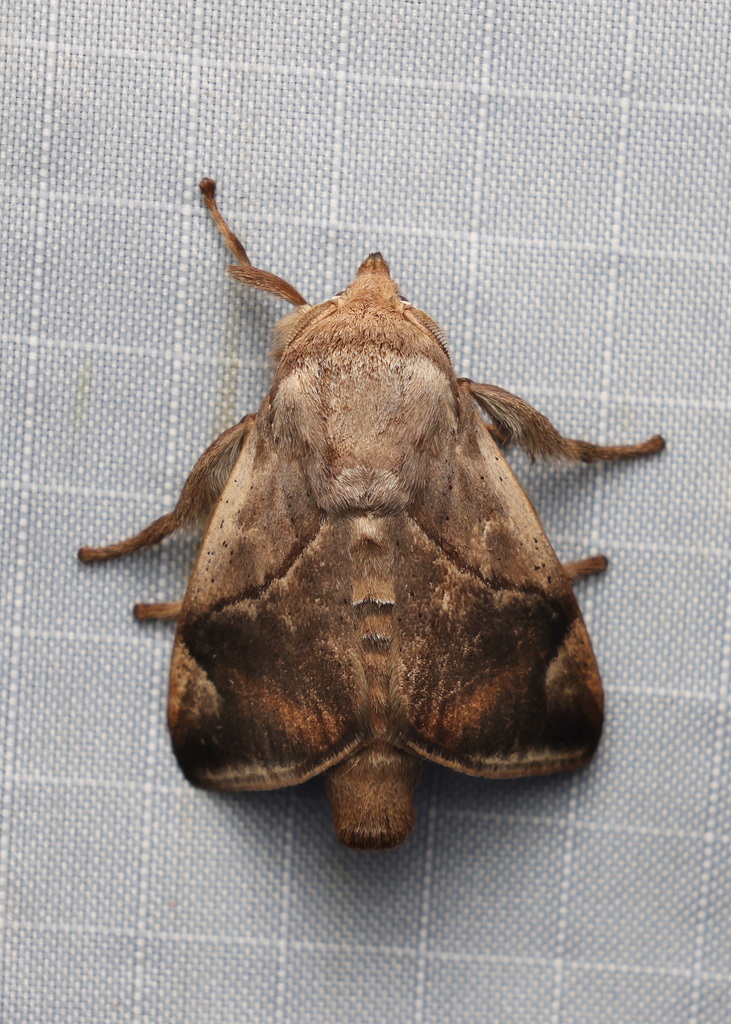 Setora nitens from Bukit Fraser, 49000 Bukit Fraser, Pahang, Malaysia ...