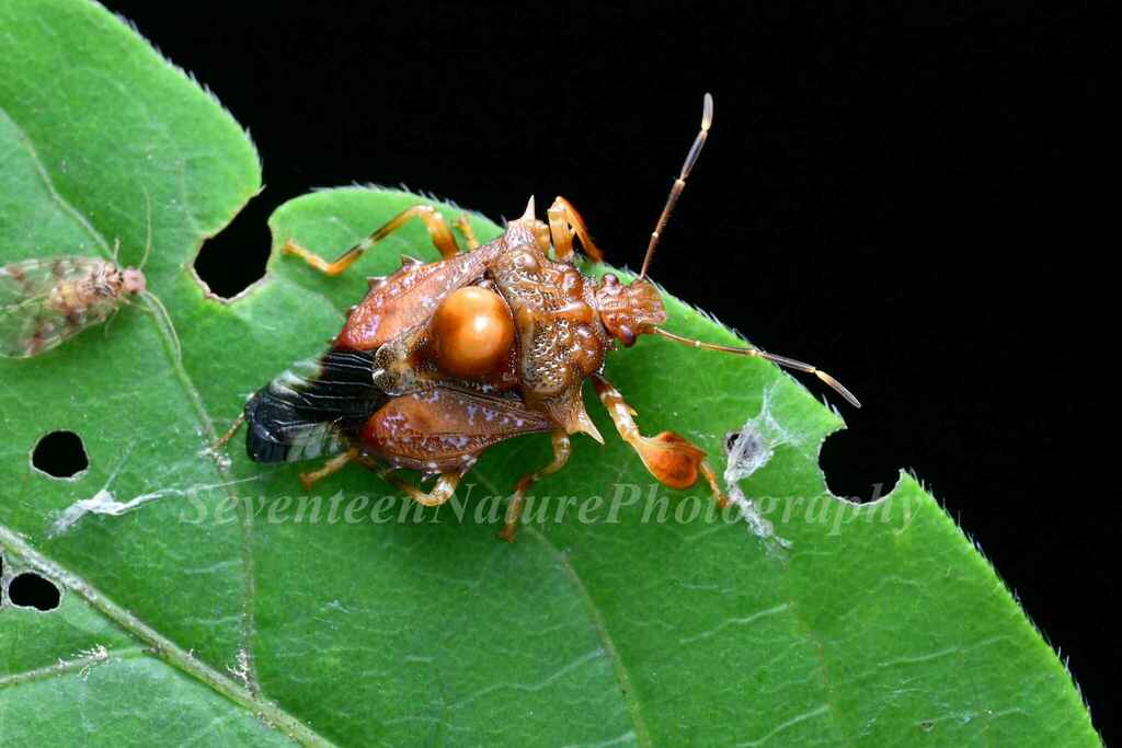 Cazira horvathi from 中国浙江省杭州市临安区 on May 29, 2024 at 09:26 PM by Kaniska ...