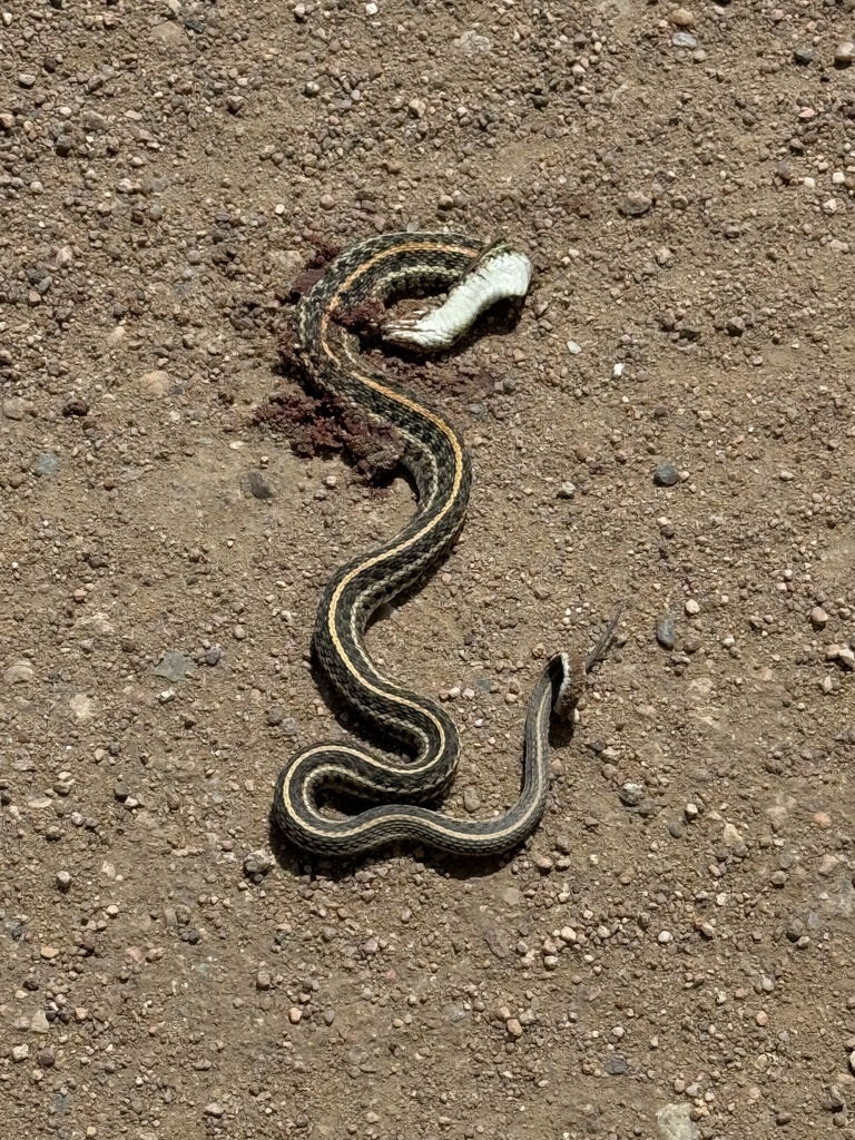 Plains Garter Snake in May 2024 by Justin Pittman · iNaturalist