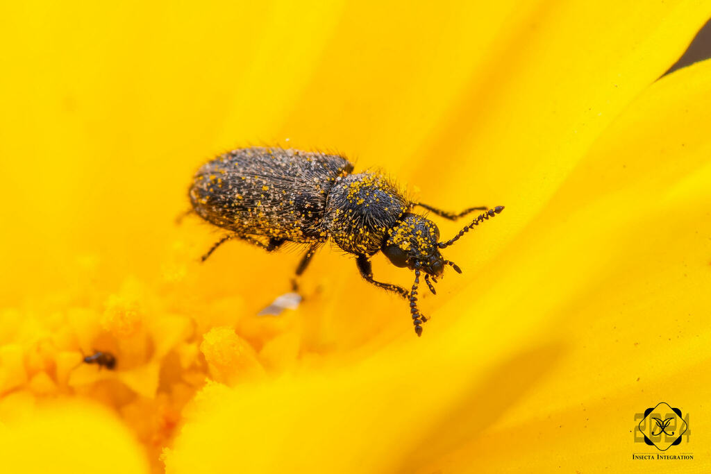 Beetles from University City, San Diego, CA, 美国 on May 31, 2024 at 02: ...