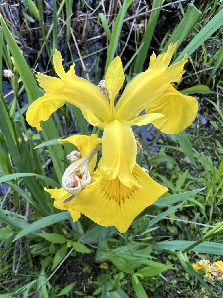 Yellow Iris from Searsburg Rd, Trumansburg, NY, US on May 31, 2024 at ...