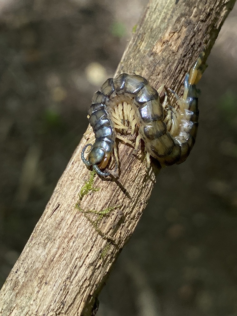Eastern Bark Centipede from Beech Creek Rd S, Brentwood, TN, US on May ...