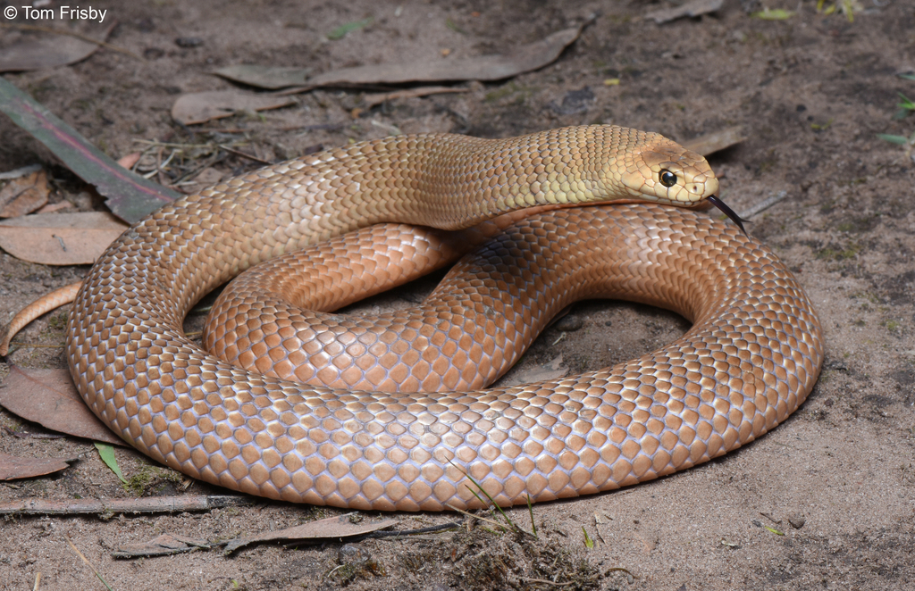Australian Brown Snakes