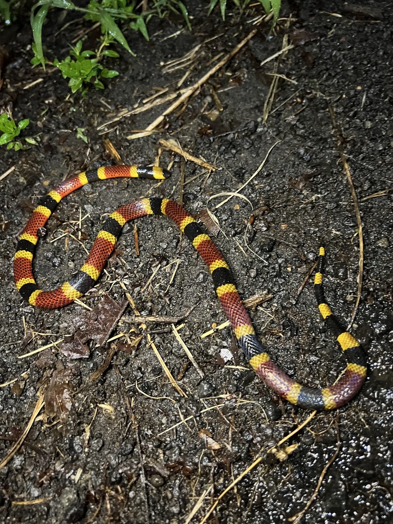 Costa Rican Coralsnake from Diagonal 301, San Carlos, Alajuela, CR on ...