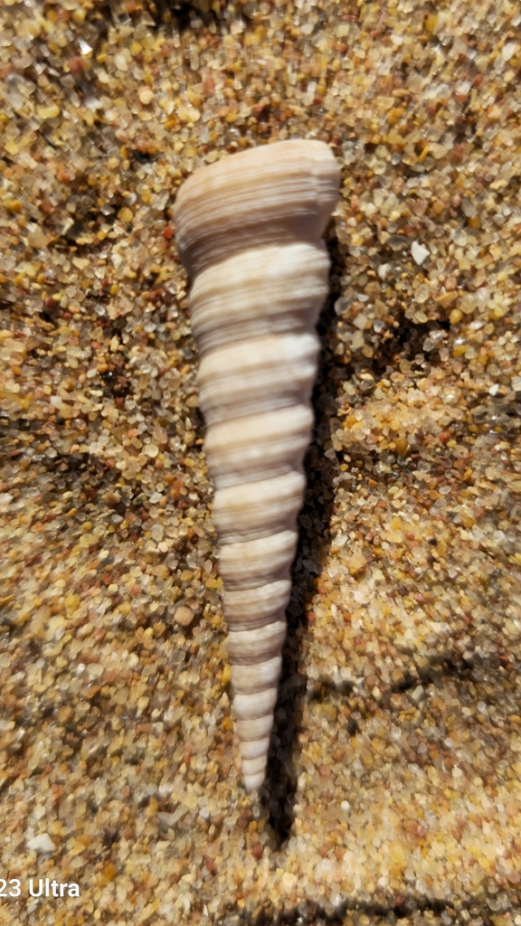 Turritella fastigiata from Port Hedland WA 6721, Australia on June 1 ...