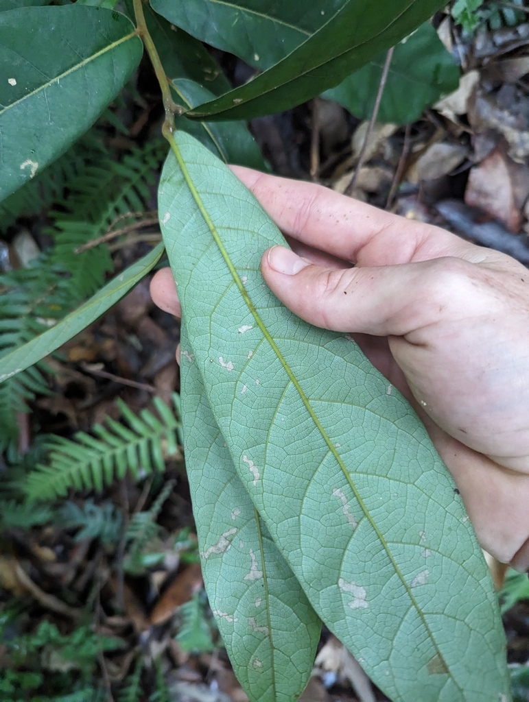 White Walnut from England Creek QLD 4306, Australia on June 1, 2024 at ...