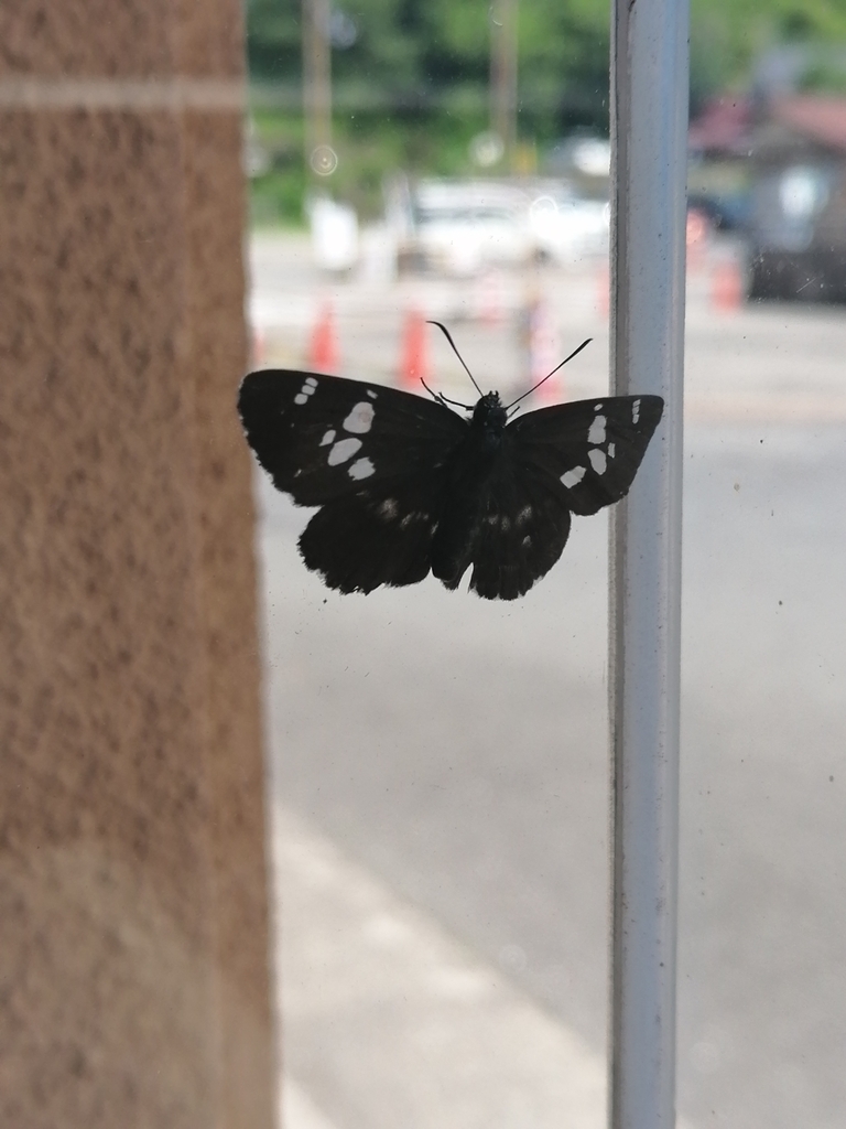 White-banded Flat from Kyoto, JP-KY, JP on June 1, 2024 at 02:49 PM by ...