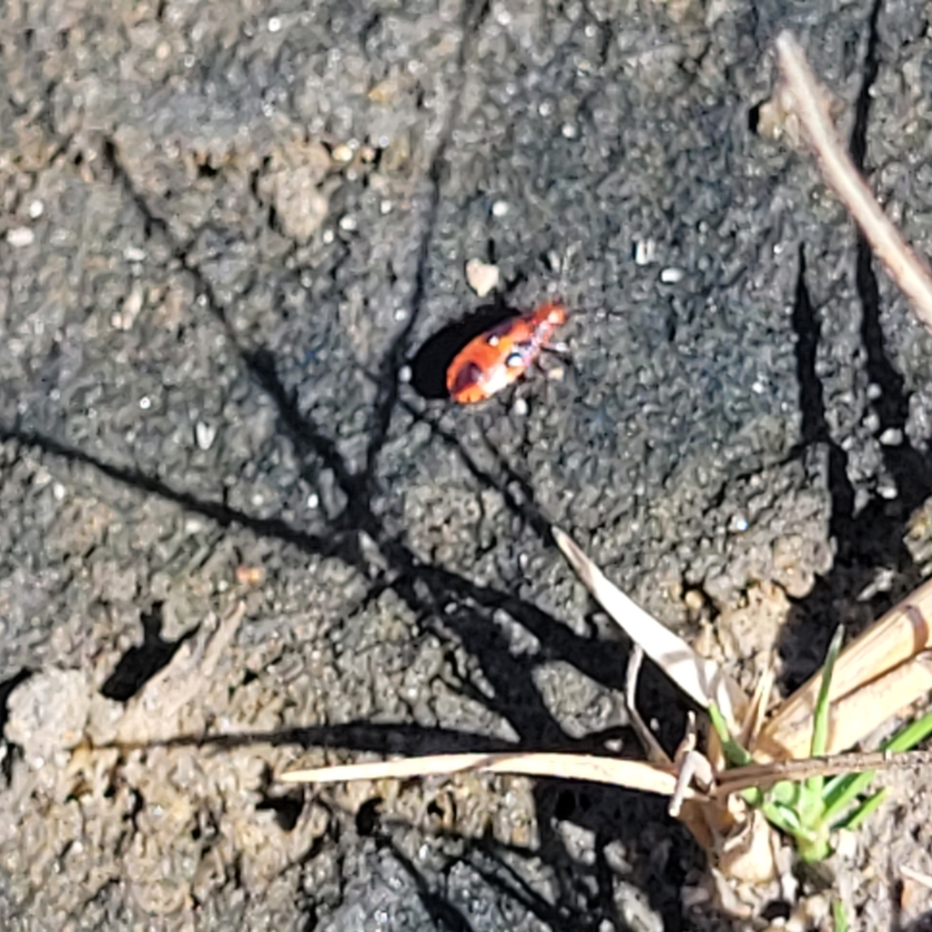 True Bugs from Arcadia QLD 4819, Australia on May 31, 2024 at 12:04 PM ...