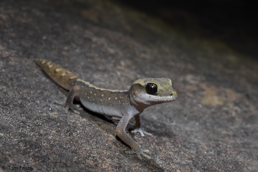 Eastern Stone Gecko in November 2018 by Tom Frisby · iNaturalist