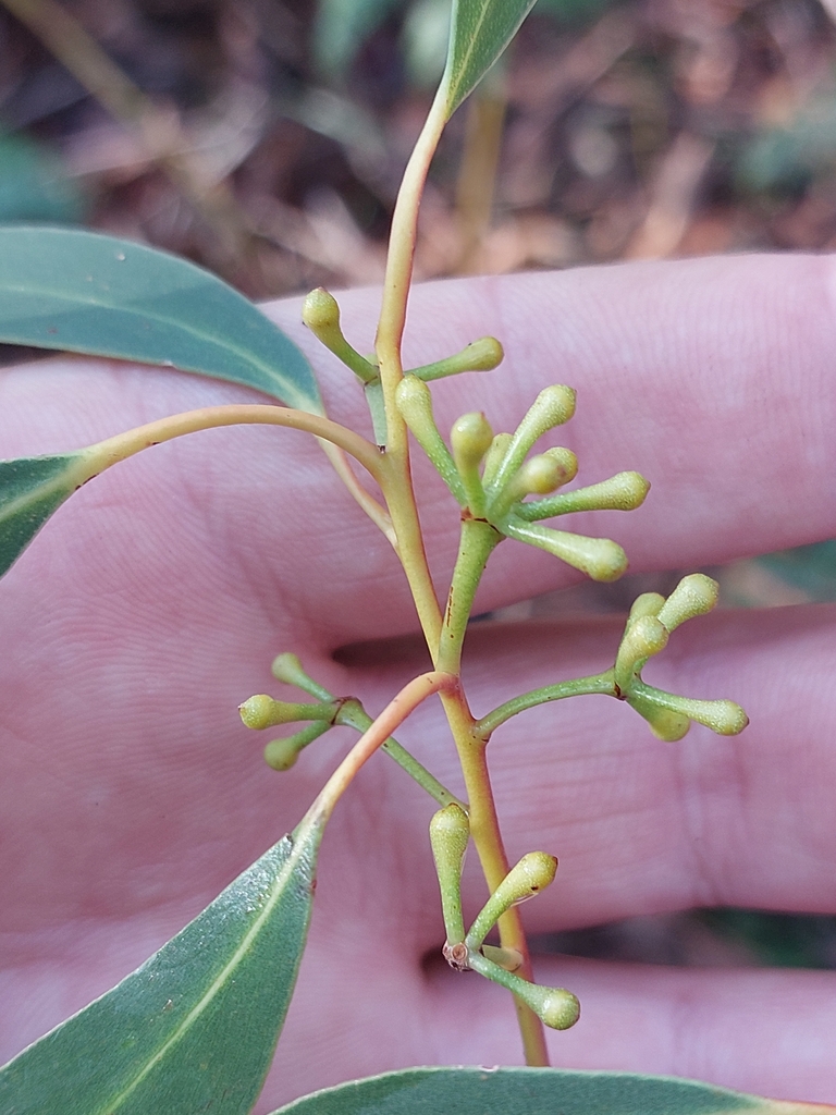 Silvertop Ash from Hoddles Creek VIC 3139, Australia on June 1, 2024 at ...