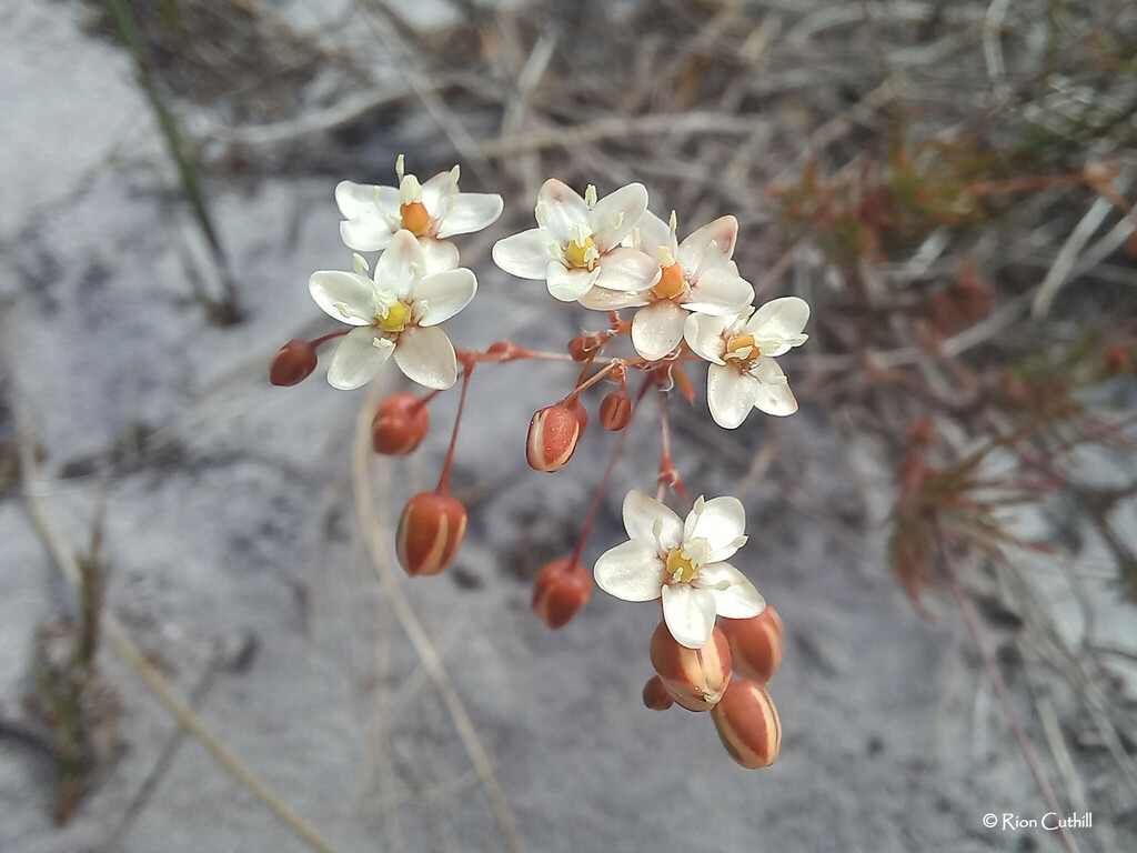 Tall Spookasem from Slangkop Mountain, Kommetjie, Table Mountain ...