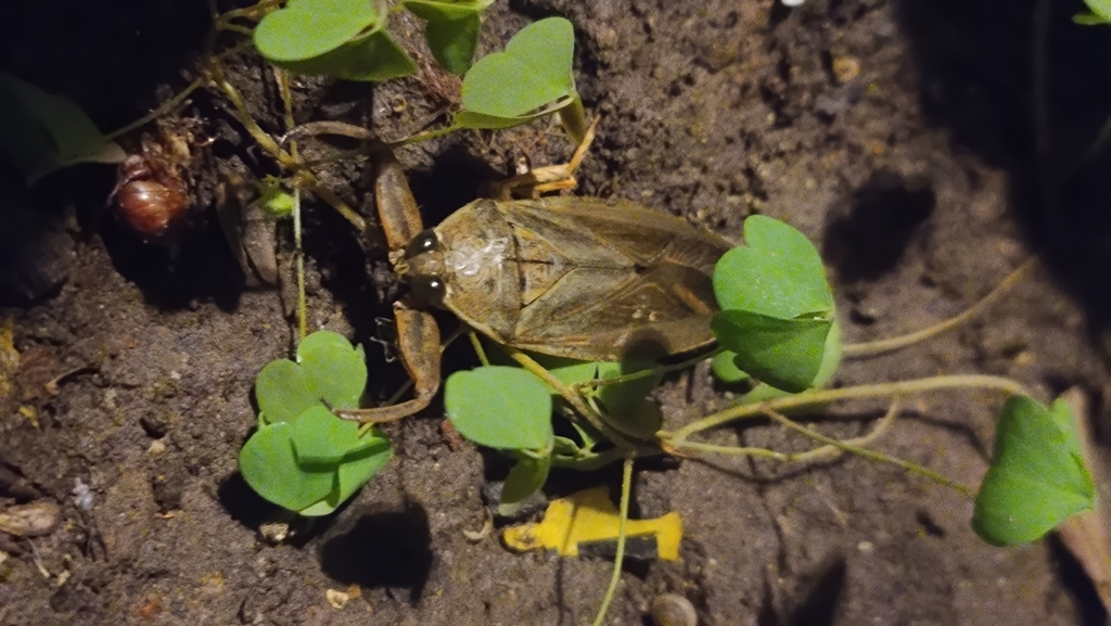 Uhler's Giant Water Bug from Kaufman, TX 75142, USA on June 1, 2024 at ...