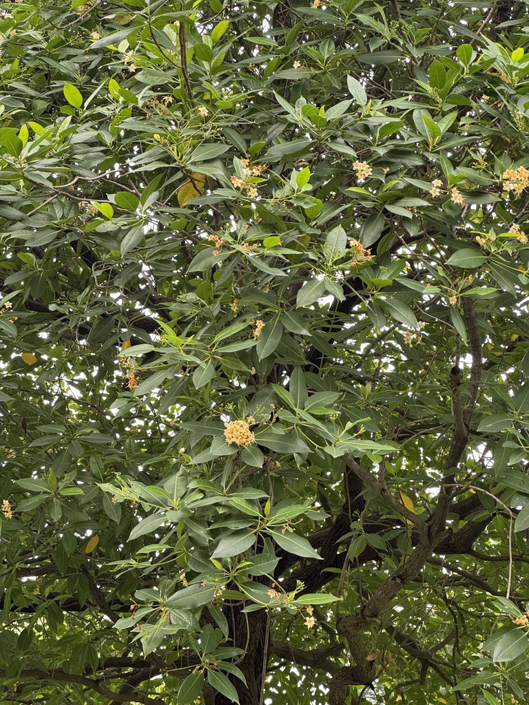 Tembusu from Sembawang Park, Singapore, SG, SG on June 1, 2024 at 06:08 ...