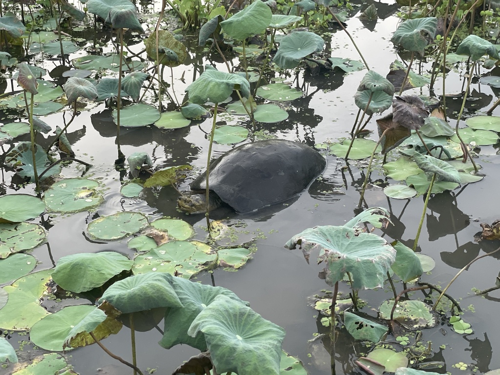 Yellow-headed Temple Turtle in June 2024 by Peach Phichitkawin ...