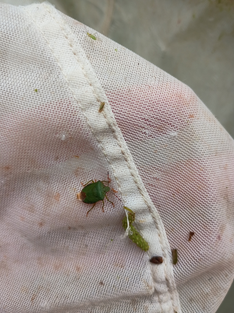 Green Shield Bug from Lancashire, England, GB on 01 June, 2024 at 12:10 ...