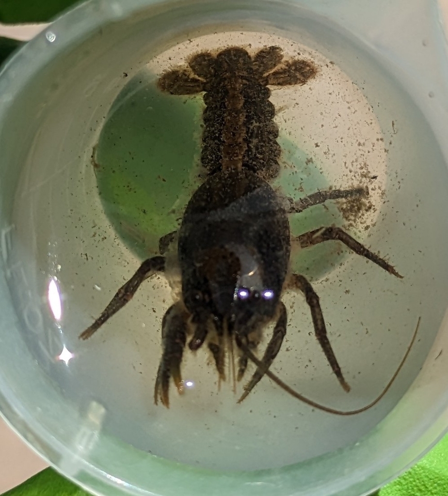 Digger Crayfish in May 2024 by Thomas Hossie · iNaturalist