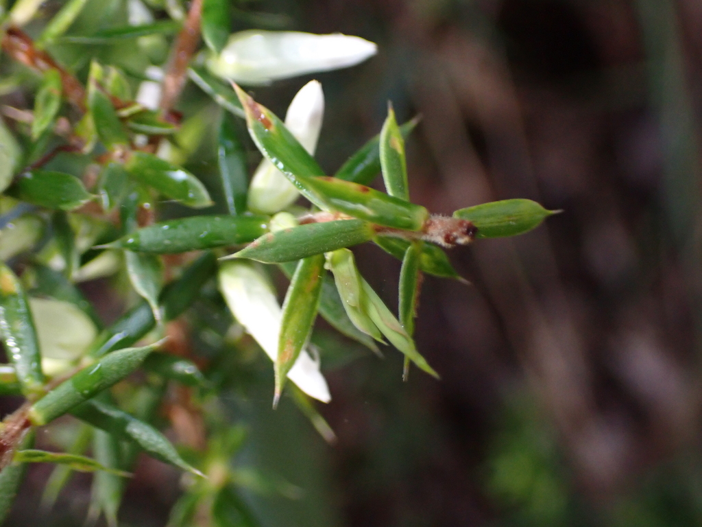 Prickly Beard-heath from Jimna QLD 4515, Australia on May 30, 2024 at ...
