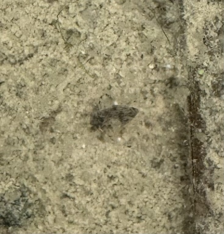 Micronecta from 国丰大街, 唐山市, 河北省, CN on June 1, 2024 at 05:06 PM by ...