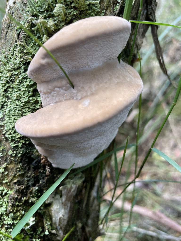 shelf fungi from Chandler Ward, Yellingbo, VIC, AU on September 13 ...
