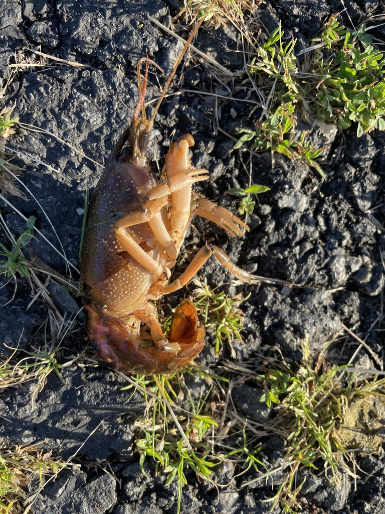 White River Crayfish from Keim Rd, Elverson, PA, US on May 29, 2024 at ...