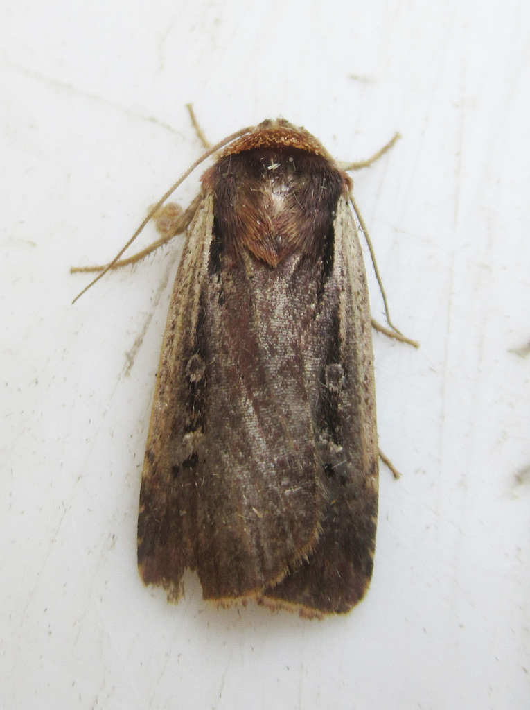 Flame-shouldered Dart from Forest Hills, PA, USA on June 1, 2024 at 08: ...