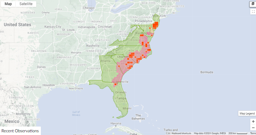 Carpenter Frog (Lithobates virgatipes) (Wildlife of the United States ...