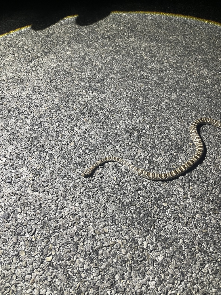 Sonoran Lyre Snake in May 2024 by Arlo Thomas. Safely moved off the ...