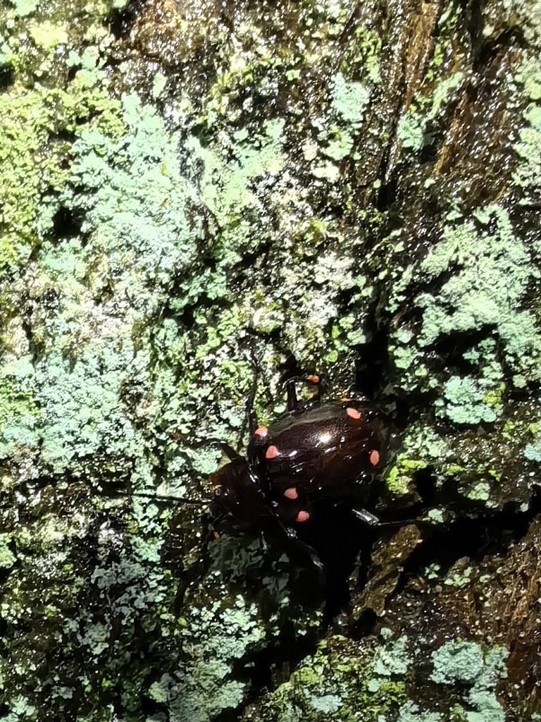 Sinocymbachus quadrimaculatus from 中国虎园, 龙岩市, 福建省, CN on June 1, 2024 ...