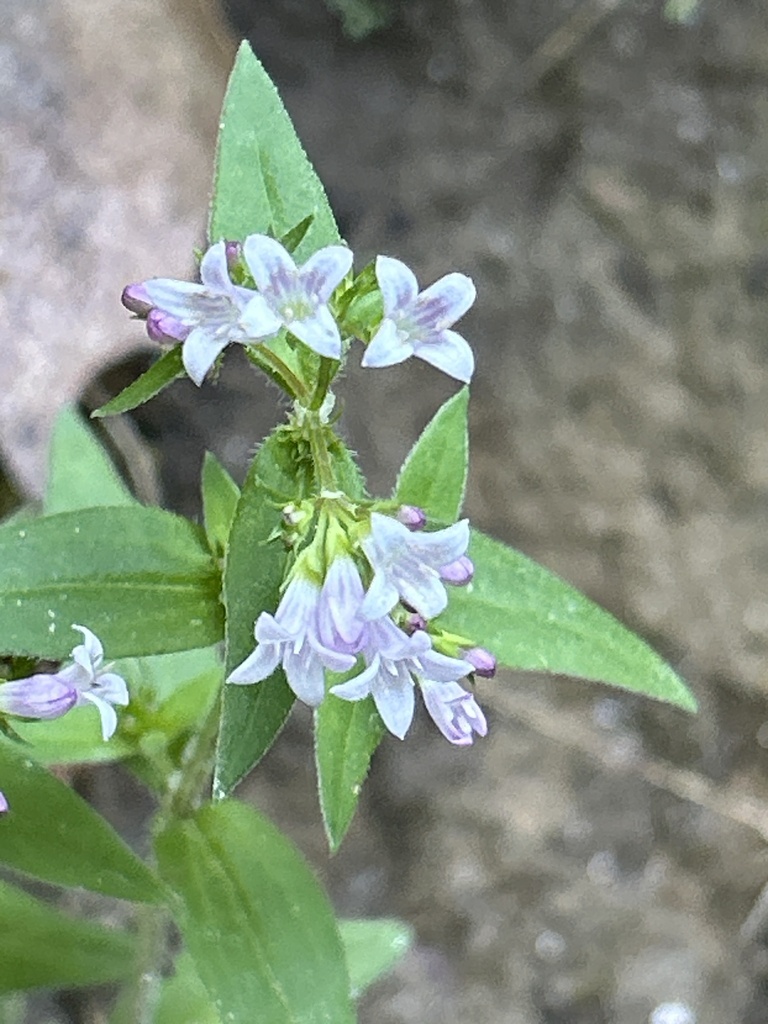 summer bluet from Glenwood Ct, Ellicott City, MD, US on June 1, 2024 at ...