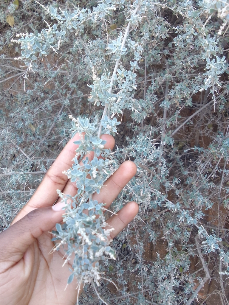 Hedge Salt-bush from Pretoria West, Pretoria, 0183, South Africa on ...