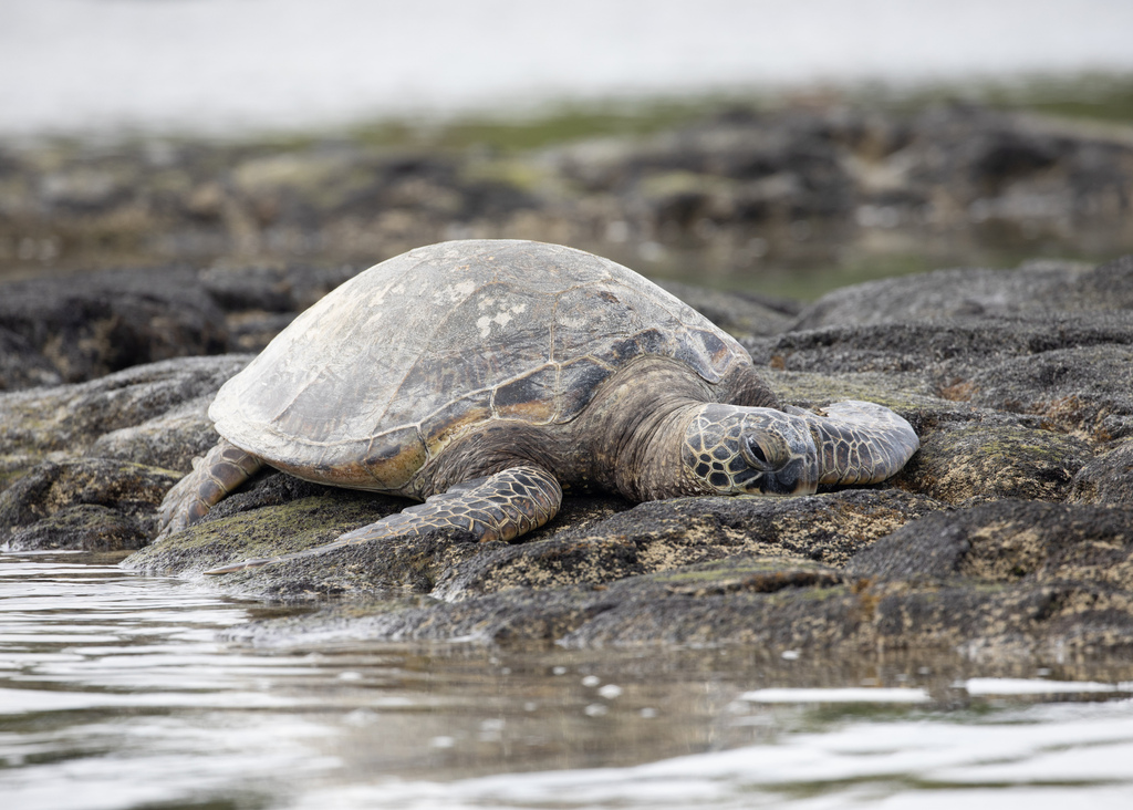 Green Sea Turtle in April 2024 by Andrew Gottscho. Turtle Site of ...