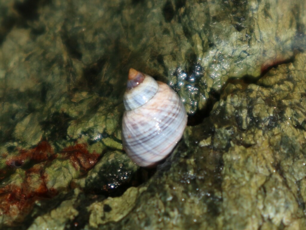 Little Blue Periwinkle from Gold Coast QLD, Australia on May 18, 2024 ...