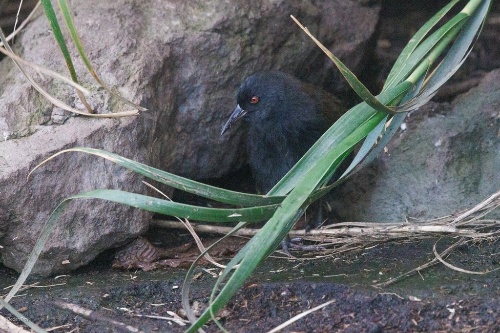 Inaccessible Island Rail in March 2024 by Declan Troy · iNaturalist