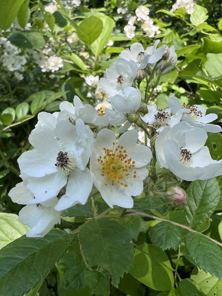 multiflora rose from Rexford, Clifton Park, NY, US on June 1, 2024 at ...