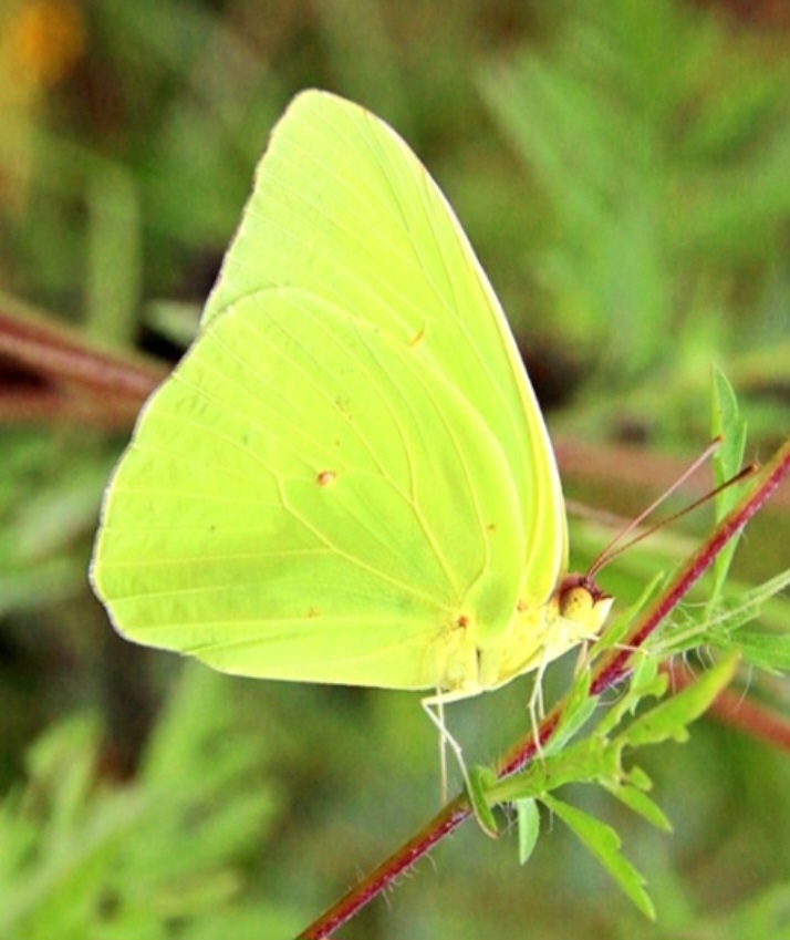 Cloudless Sulphur from Shadow Wood, Coral Springs, FL, USA on June 1 ...