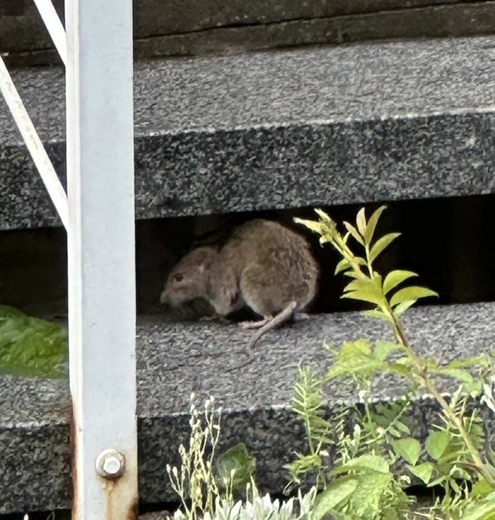 Brown Rat from Na Větru, Praha 6, Praha, CZ on June 1, 2024 at 06:39 PM ...