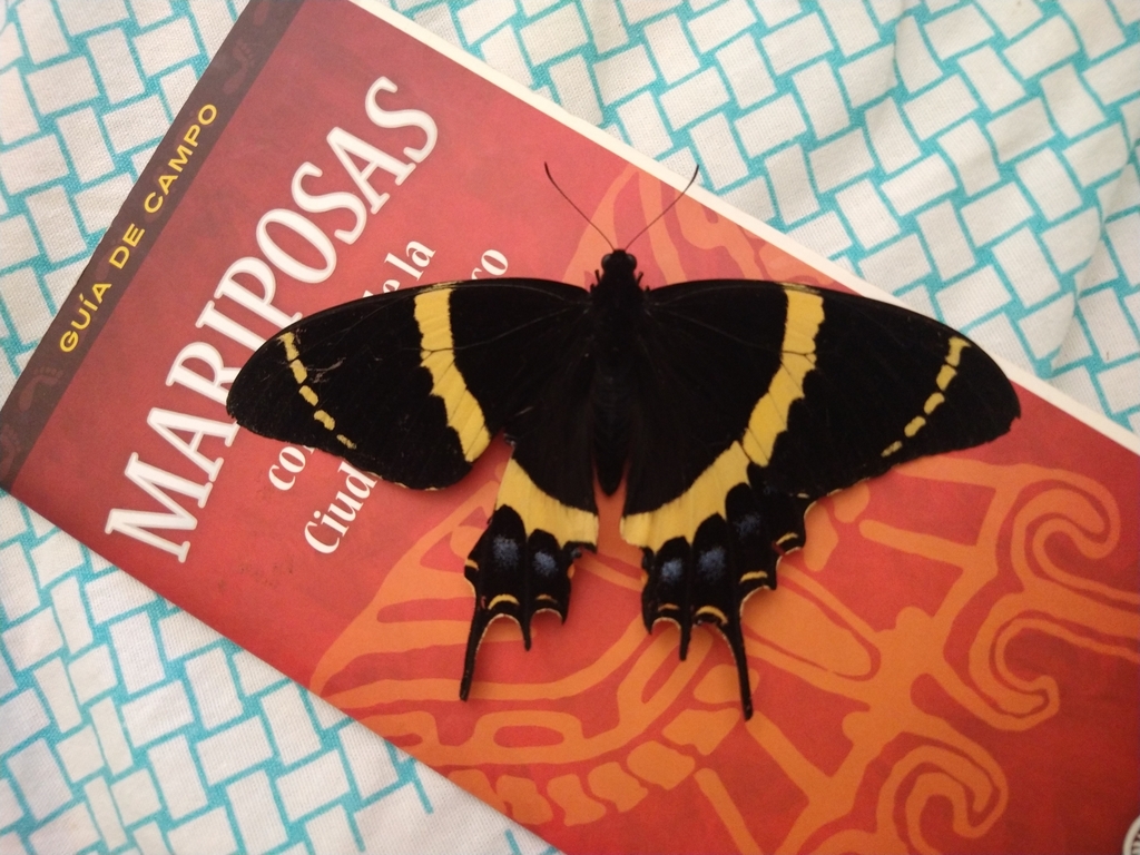 Magnificent Swallowtail from 2F4F+5X, Manzana 011, 54280 San Francisco ...