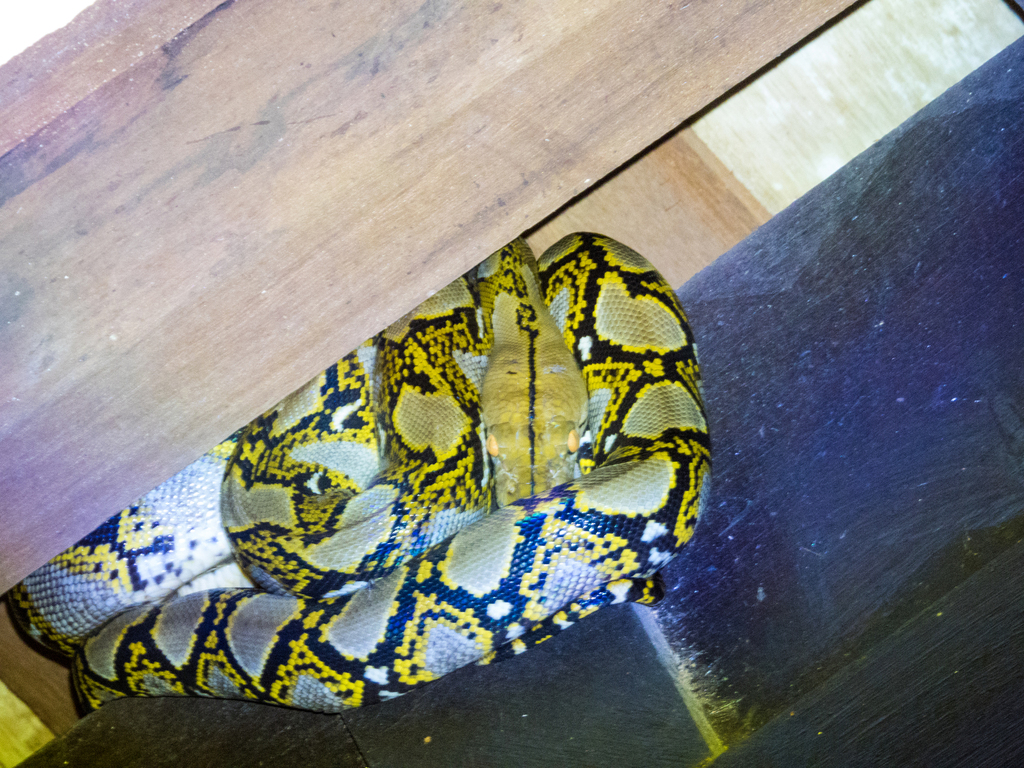 Greater Reticulated Python from Lim Chu Kang, Singapur on January 15 ...