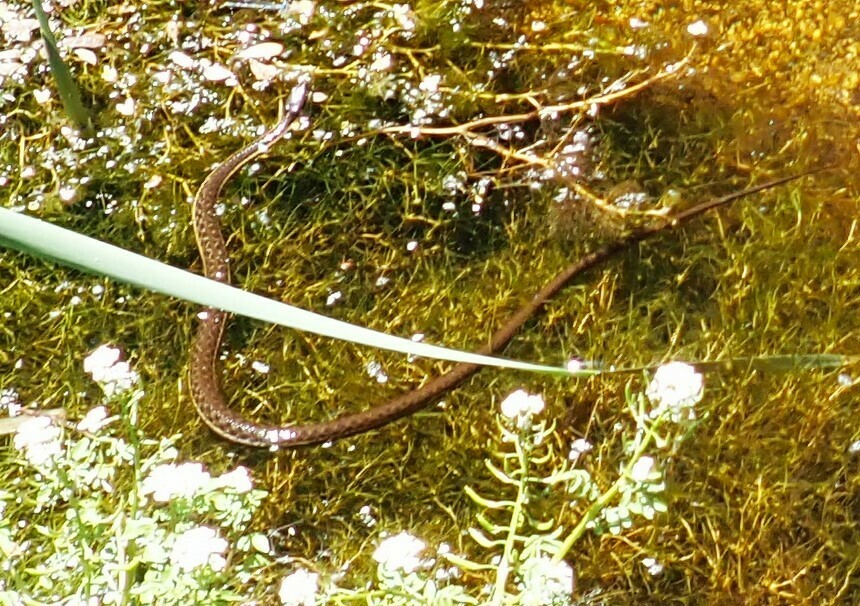 Two-striped Garter Snake in May 2024 by packardr90 · iNaturalist