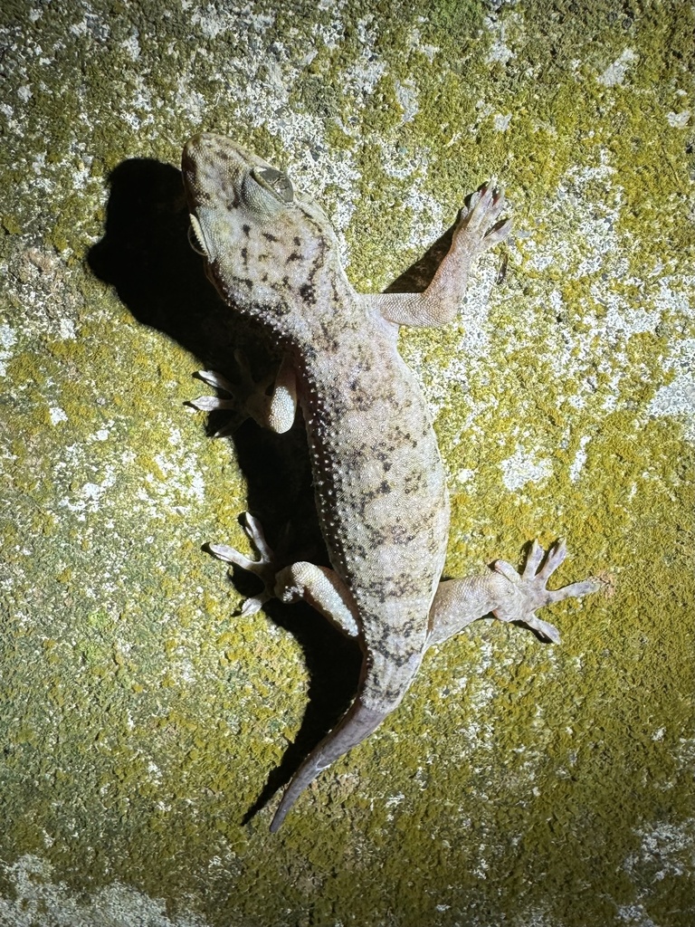 Batan Narrow-disked Gecko in June 2024 by Artur Tomaszek · iNaturalist