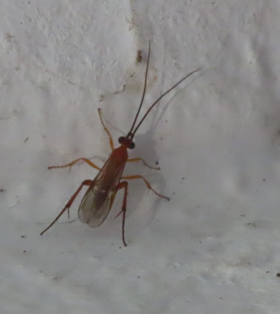 Ichneumonid and Braconid Wasps from 64VJ+Q7V, Las Lajas, Provincia de ...