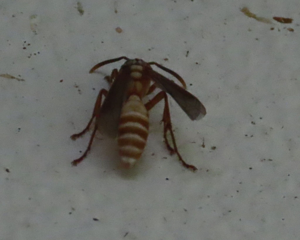 Ants, Bees, Wasps, and Sawflies from 64VJ+Q7V, Las Lajas, Provincia de ...