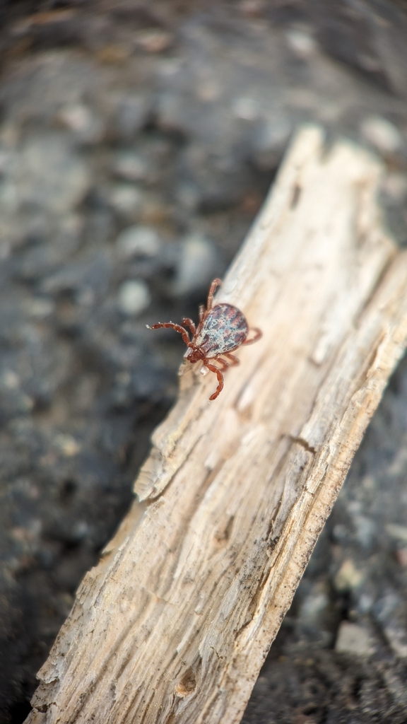 Rocky Mountain Wood Tick from Cheney, WA 99004, USA on June 1, 2024 at ...